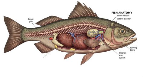 Fish Digestive System Diagram