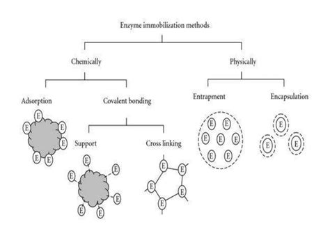 Use Of Immobilized Cells In Fermentation Industry Pptx