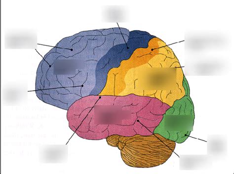 Brain Lobes Diagram Quizlet
