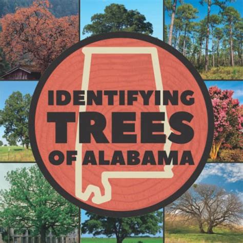 Top 10 Best Book For Identifying Trees Reviews And Buying Guide Katynel