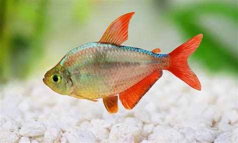 Ruby Tetra Axelrodia Riesei Ultimate Care Guide Fish Laboratory