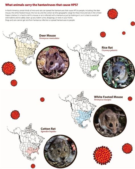 Investigations Begin After Suspected Outbreak Of Rare Hantavirus Kills