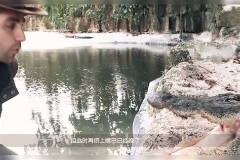 鳄鱼的咬合力有多强？作死老外亲试，血淋淋的教训告诉你答案