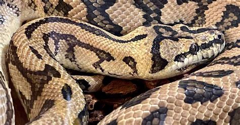 Python Farming Can Be A Sustainable Meat Source In The Future Study Finds Men S Journal
