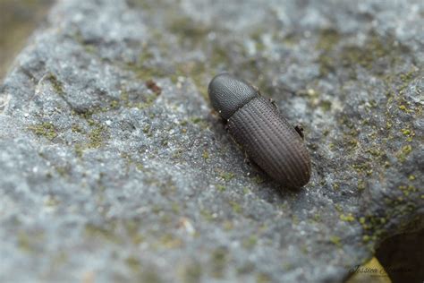 Hylastes Sp Les Carnets Nature De Jessica Photographie Et Illustration Naturaliste