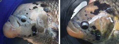 Penyuluhan Perikanan SEXUAL DIMORPHISM METHODS FOR SEX IDENTIFICATION AND SEX RATIO EFFECT OF