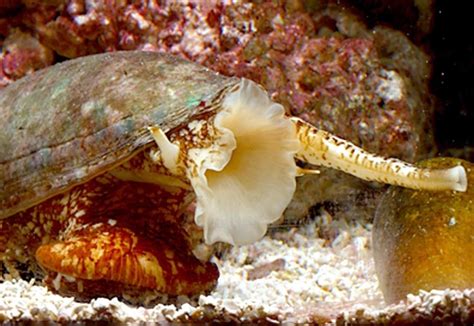 Cone Snail Ocean Treasures Memorial Library