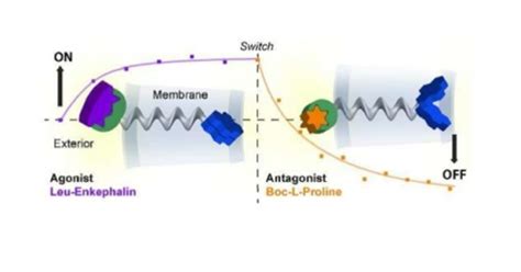 Synthetic Receptor Design For Precise Cell Control Assignment Point