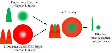 Principle Of Simulated Emission Depletion Microscopy Sted The Gaussian Download Scientific