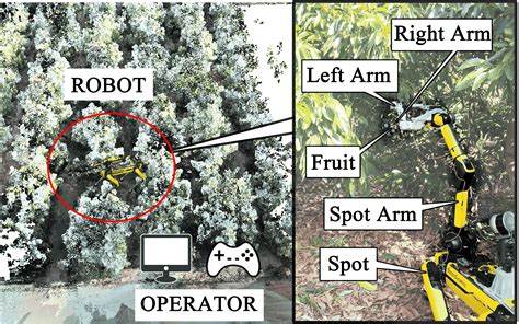 Hierarchical Tri Manual Planning For Vision Assisted Fruit Harvesting With Quadrupedal Robots