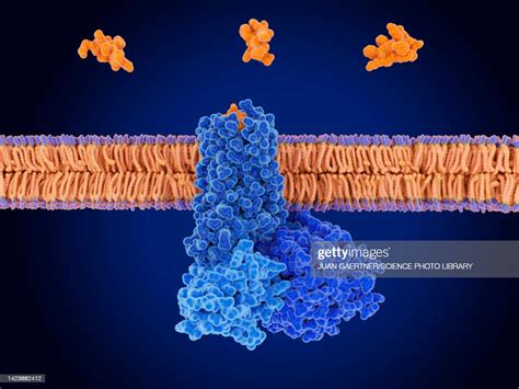 Somatostatins Binding To Somatostatin Receptor Illustration High Res