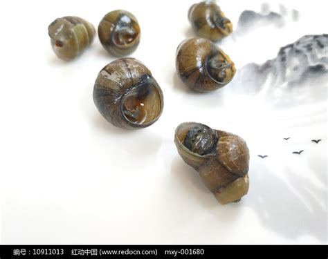 鲜美螺蛳高清图片下载 红动中国
