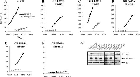 Fkbp52 Potentiation Of Interhelical Proline Mutants Within The Gr Lbd