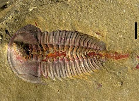 Trilobites - Crystalinks