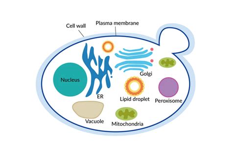 载体构建入门攻略——酵母组装篇 知乎