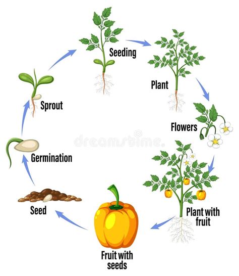 Lebenszyklus Eines Erdbeerdiagramms Vektor Abbildung Illustration Von Biologie Fahrrad