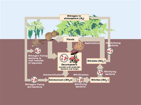 Nitrogen Cycle Process Steps With Diagrams Explained Nitrogen Cycle