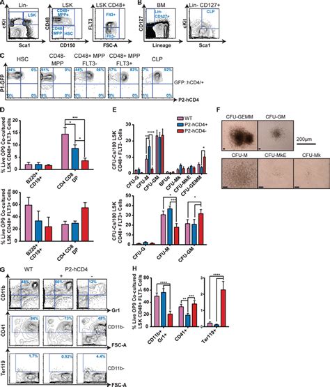 Upregulation Of Runx1 P2 In Hspcs Marks A Loss Of Erythroid