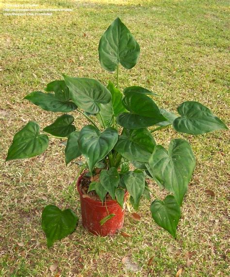 Plantfiles Pictures Alocasia Species Hooded Dwarf Elephant Ear