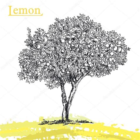 Lemon Tree Drawing At GetDrawings Free Download