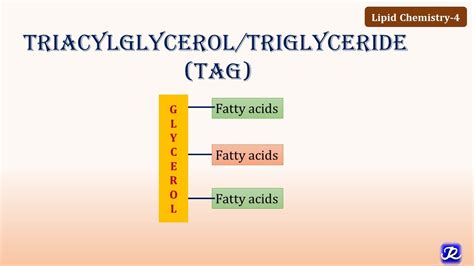Triacylglycerol Structure