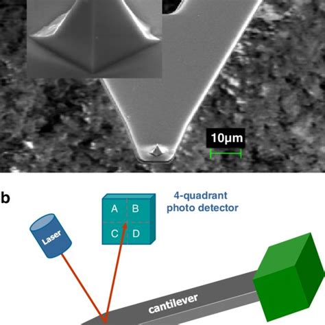 A Scanning Electron Microscopy Sem Image Of An Afm Tip Mounted On A