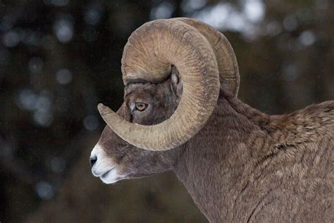Bighorn Ram Free Stock Photo Public Domain Pictures