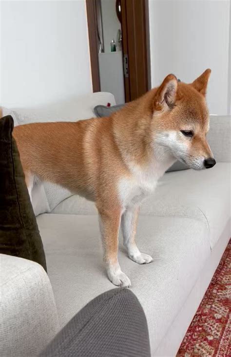 ВЗРОСЛЫЙ КОНТЕНТ On Twitter Я обязательно подружусь с тобой великолепная японская собака