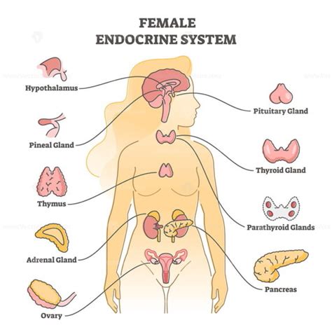 Functions Of Skeletal System Or Bone Anatomical Functionality Outline