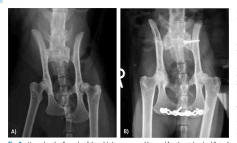 Figure 2 From Fixation Of Pelvic Floor Fractures In Cats Semantic Scholar