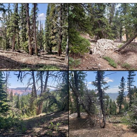 Images From The Sampling Area At The Utah Forest Dynamics Plot Utah