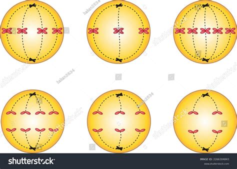 Cell Division Mitosismeiosis And Different Phases Of