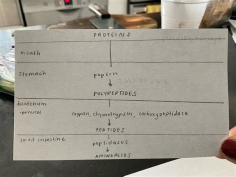 Mcb Lecture 14 Flashcards Quizlet