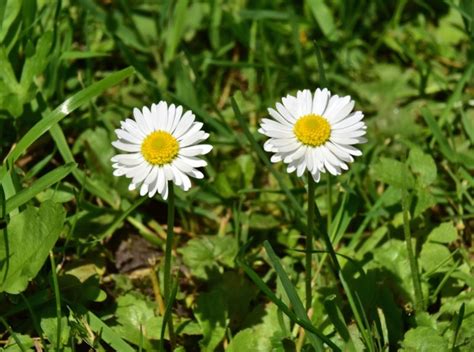 Shasta Daisy Plant Care Growing Tips Horticulture Co Uk