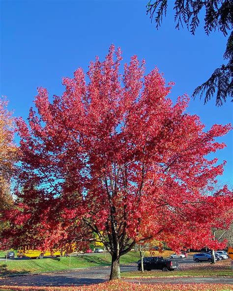Brandywine Maple Trees For Sale At Arbor Days Online Tree Nursery Arbor Day Foundation