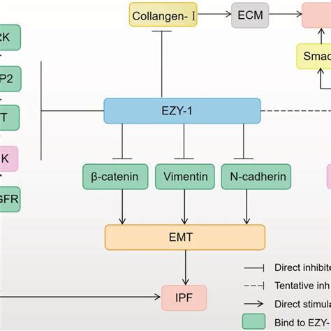 Effects Of Ezy‐1 On A549 Cells A B A549 Cell Clone Formation