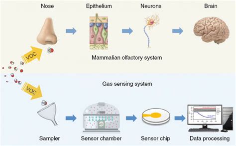 Schematic Comparison Of Mammalian Olfactory System And The Qcm Gas Download Scientific Diagram