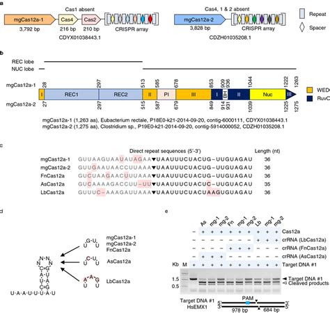 Identification Of A Functional Crrna For Mgcas12a A Crispr Loci Of Download Scientific