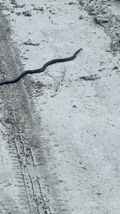 деревенскаяжизнь ужи змеи как я их боюсь Youtube