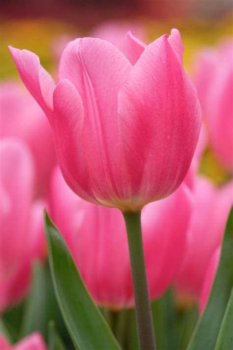 Pink Tulips Beautiful Pink Flowers Tulips Flowers Amazing Flowers