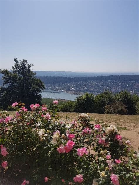 독일헝가리8박9일여행 5일차 뤼데스하임 당일치기케이블카리슬링와인포도밭 네이버 블로그