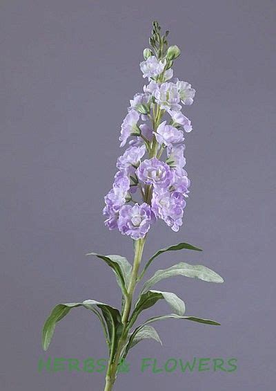 МАТТИОЛА ЛЕВКОЙ ИСКУССТВЕННАЯ СВЕТЛО СИРЕНЕВАЯ Искусственные растения Уличные растения