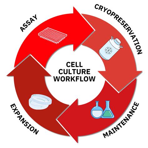 Cell Culture Guidelines Abcam At Myra Dealba Blog