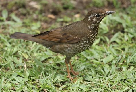 Female Siberian Thrush Birdforum