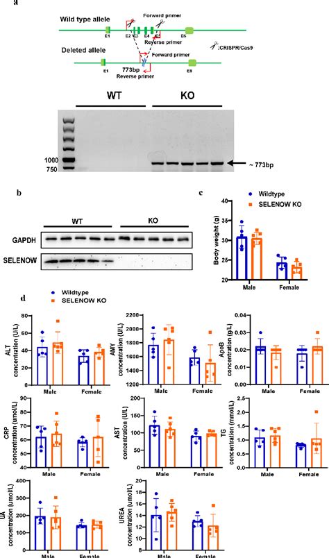 Figure 1 From Comparative Proteomic Analysis Reveals The Effect Of Selenoprotein W Deficiency On