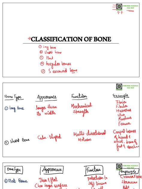 Classification Of Bone Pdf Classification Of Bone Pdf