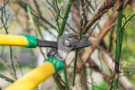 Pruning For Tree Health Safety CoffeeChat
