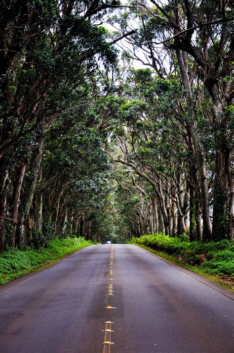 Tree Tunnel Kauai HI Kauai Vacation Hawaii Vacation Hawaii Pictures
