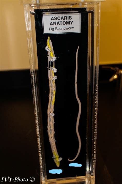 Flatworms Diagram Quizlet