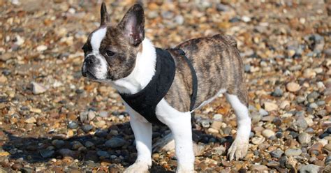 French Bulldog Hip Dysplasia Serenas Chronicles